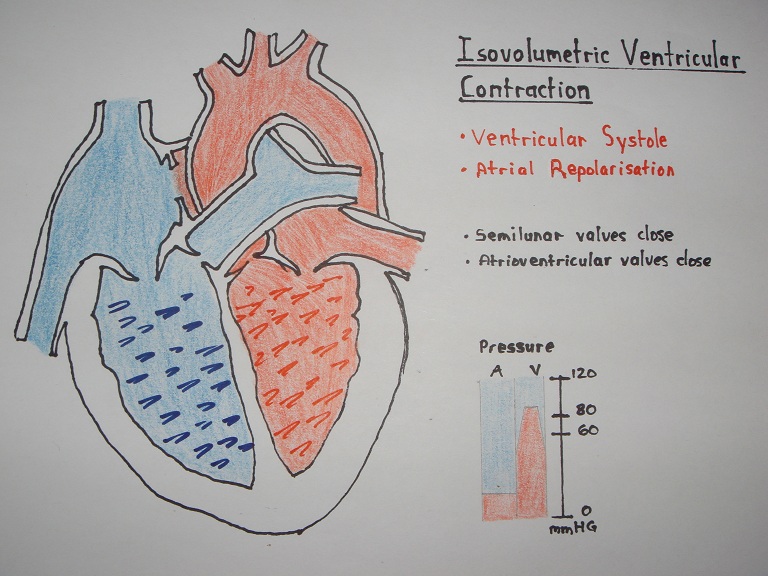 Phase 2 :: The Cardiac Cycle